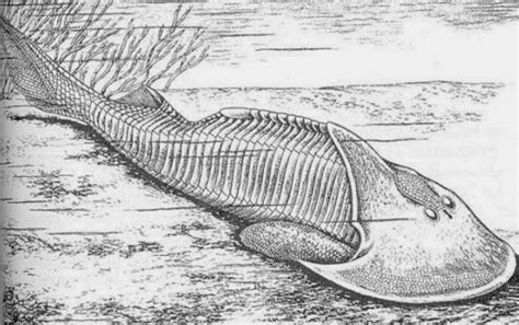 Ordovician Jawless Fish Fossil