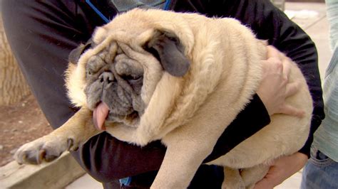 Do All Pugs Have Down Syndrome