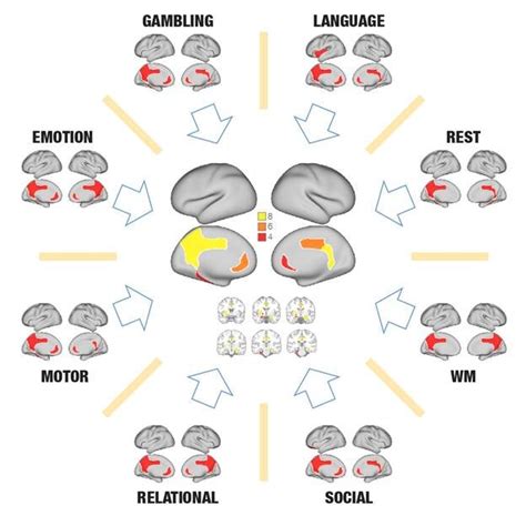 What Kind Of Brain Activity Could Carry Out A Global Workspace Gw Function Bernard J Baars