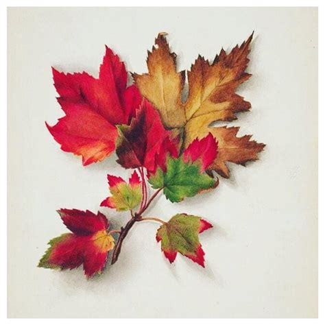 გამონათქვამები ციტატები ფრაზები