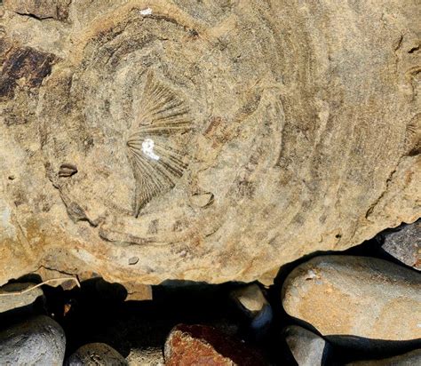 Shellfish Fossil At Fossil Island Tasmania Stock Image Image Of