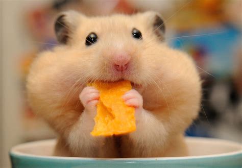 Hamster Memes