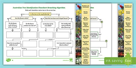 australian tree id flow chart branching algorithm twinkl