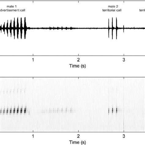 Oscillogram And Sound Spectrogram Of The Advertisement Call And