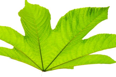 Underside PNG Transparent Images Free Download Vector Files Pngtree