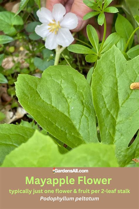 The Mayapple Plant Graces Woodlands In Spring Gardensall