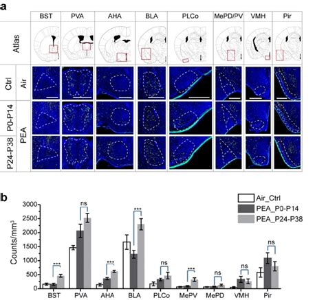 Early Postnatal Exposure To Aversive Odor Alters Representation Of Download Scientific Diagram