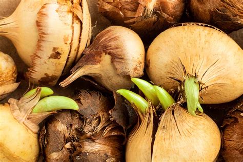 How To Propagate Crocus Offsets Gardeners Path