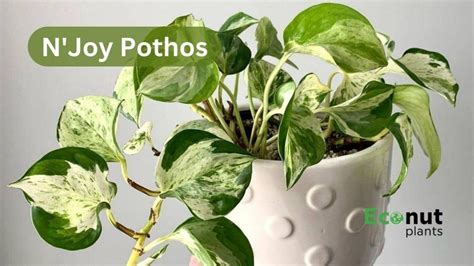 Pothos Varieties Know About Top Types Of Pothos Plants