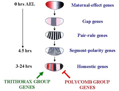 Homeotic Genes