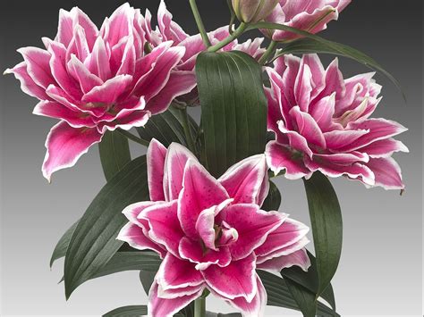 Rose Lily Rose Lily Rose Flower Pretty Flowers