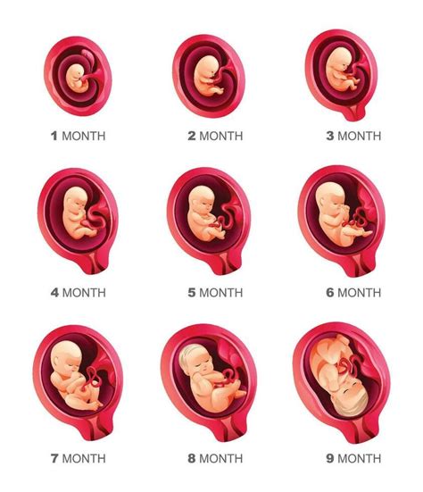 Human Embryo Development Stages Pregnancy And Fetal Body Growth