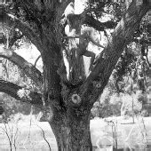 Fiona Horne Nude Pictures Onlyfans Leaks Playbabe Photos Sex Scene Uncensored