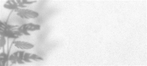 콘크리트 질감벽 면 배경에 몬스터 잎을 그림자 흰색과 검은색 톤 모형 템플릿 배경에 적용 가능 0명에 대한 스톡 사진 및 기타 이미지 Istock