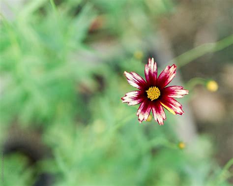 Extreme Close Up Of Red Coreopsis Seen Straight From Above By Stocksy