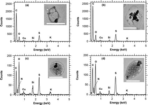 Examples Of Elemental Compositions Of Single Particles For Samples