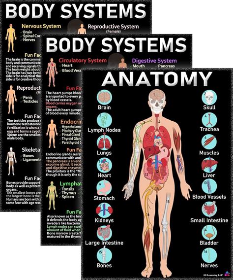 Human Body Systems For Middle School
