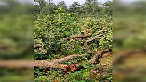 Trees Were Being Cut Forest Department Team Went To Stop Them Was Chased And Beaten Police