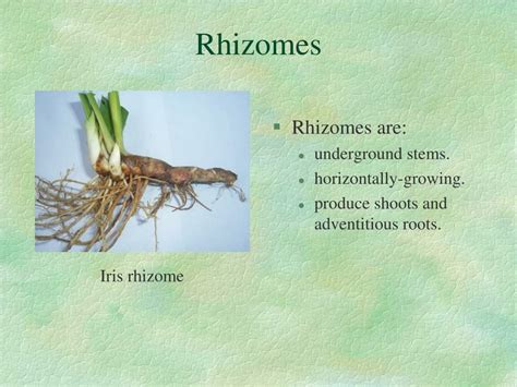 Ppt Stem And Root Modifications Powerpoint Presentation Free Download Id 1313534