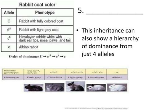 ppt review ch 11 complex patterns of inheritance powerpoint