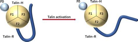 Structure Signal Transduction Activation And Inhibition Of Integrin αiibβ3 Pmc