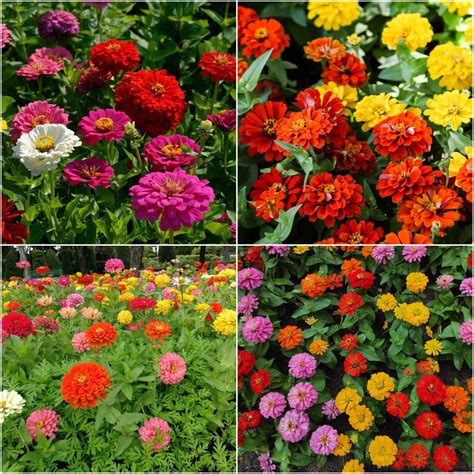 Types Of Zinnia Flowers