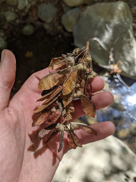 Acer Macrophyllum Cnps El Dorado Chapter Plant Sale