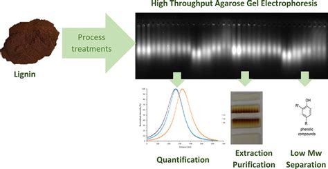 High Throughput Analysis Of Lignin By Agarose Gel Electrophoresis Journal Of Agricultural And