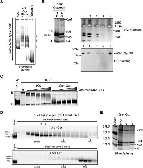 cse4 is part of an octameric nucleosome in budding yeast molecular cell