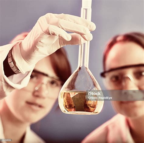 화학 또는 생물학 실험실에 있는 여자 과학자는 플라스크를 검사합니다 화학분야 근로자에 대한 스톡 사진 및 기타 이미지 화학분야 근로자 2명 Stem 주제 Istock