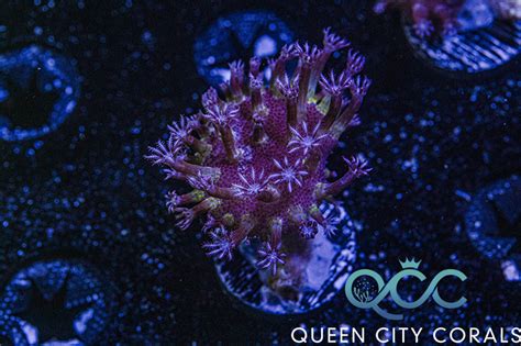 Long Polyp Toadstool Wysiwyg Queen City Corals