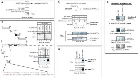 Padi4 Citrullinates Dnmt3a In Vitro And In Vivo Via A Pwwp Adjacent