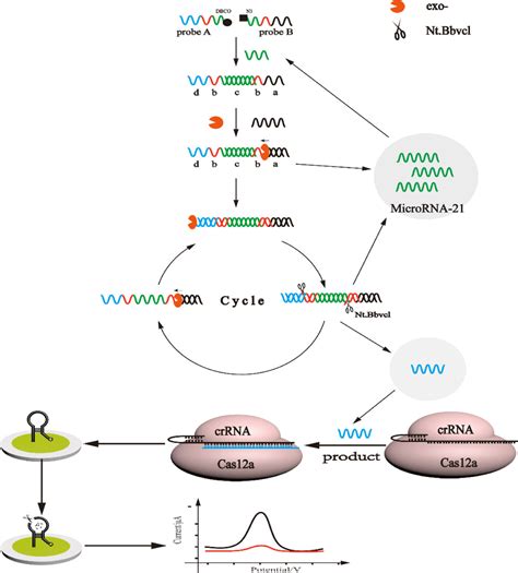 Click Chemistry Actuated Exponential Amplification Reaction Assisted Crispr Cas12a For The