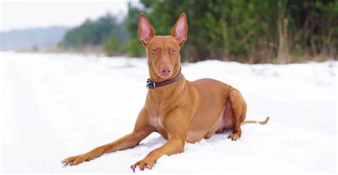 20 Dog Breeds With Surprising Origins Exploring Animals
