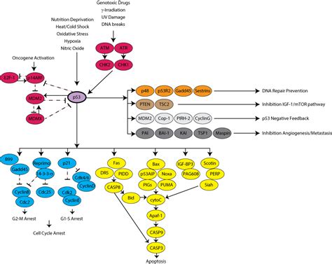 Addgene P53 Pathway