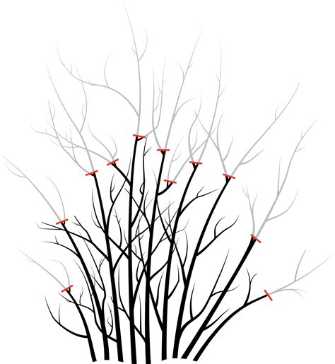 Beginners Guide To Panicle Hydrangea Pruning Proven Winners