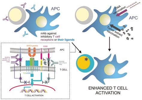Concerning Immune Synapses A Spatiotemporal F1000research