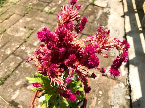 This Is A Boroco Plant Boroco Has A Bitter Taste And Soothing