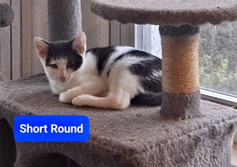 Short Round Ks Kitten Rescue
