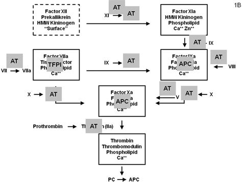 Thrombin Generation In Hemorrhage Control And Vascular Occlusion Pmc