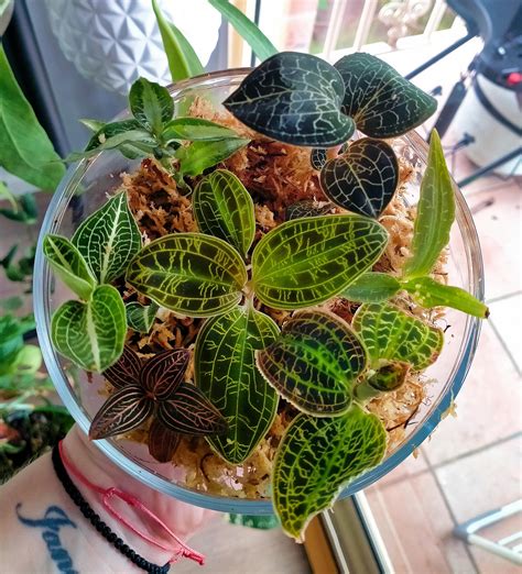 442 Best Jewel Orchid Images On Pholder Orchids Jewelorchids And
