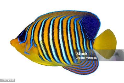 열대 산호 물고기 천사 물고기 로얄 엔젤 피쉬 피고플라이트 디아칸투스 흰색에 고립 감금 상태에 대한 스톡 사진 및 기타 이미지 Istock