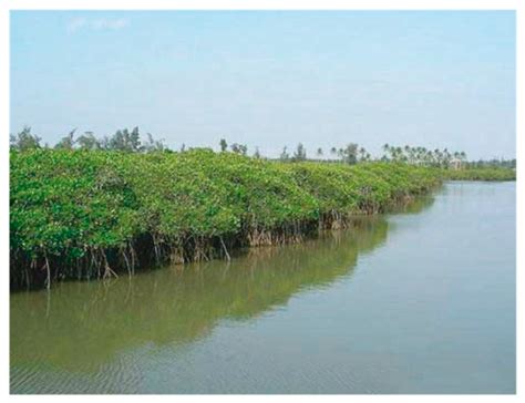 An Overview Of Coastline Extraction From Remote Sensing Data