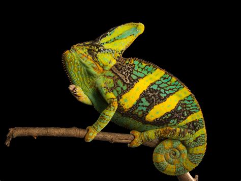 Veiled Chameleon Hd