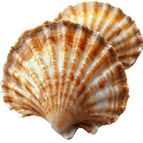 Beautifully Patterned Scallop Shells Resting On A Smooth Surface