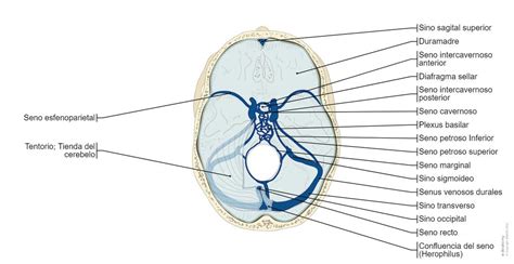 Cerebro Diagramas Anatomía Normal E Anatomy
