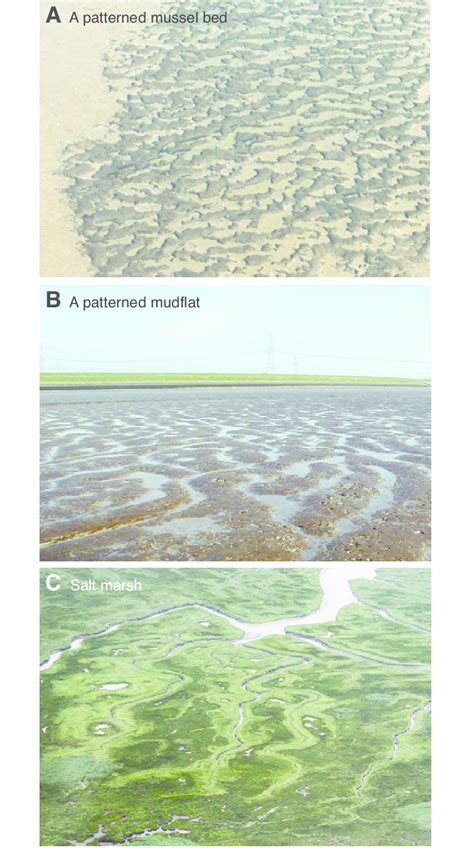 Self Organized Spatial Patterns As Observed In Estuarine Ecosystems