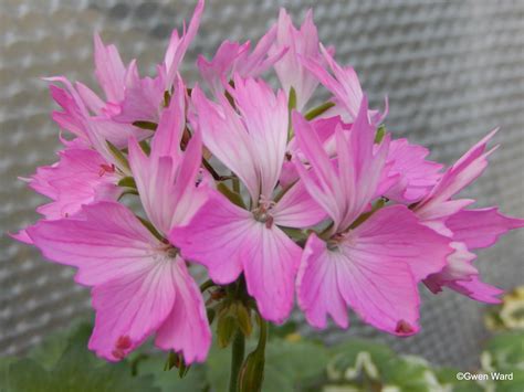 Perfect Pelargoniums Lemon Fancy Scented Leaf Pelargonium