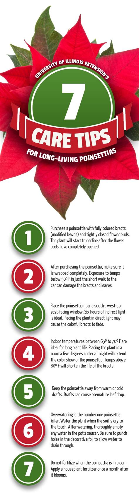 Poinsettia Care Tips Templates Printable