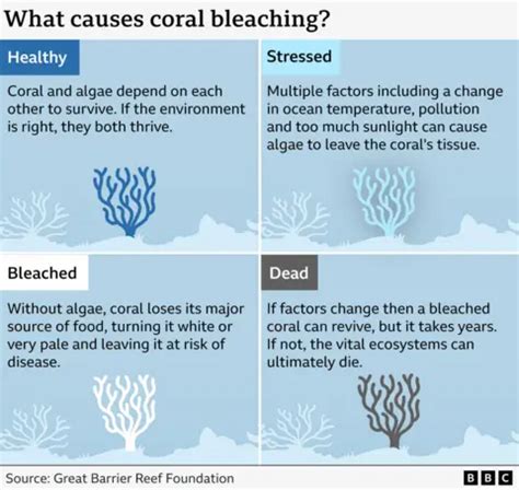 Worst Coral Bleaching On Record For Western Australian Reefs